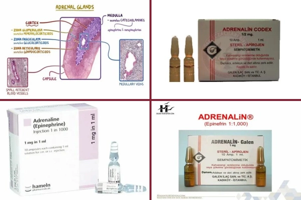 adrenalin nedir? Adrenalin hormonu ne işe yarar, nerede salgılanır ...